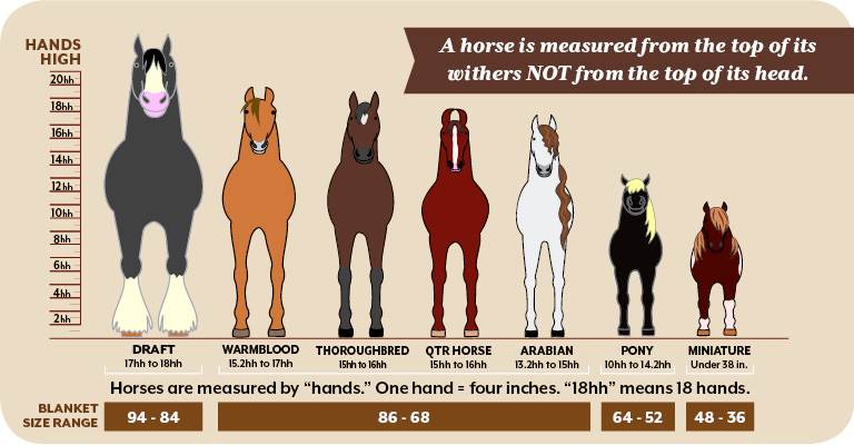 Horse Height Chart